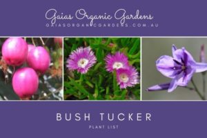 Bush Tucker Plant List - Gaias Organic Gardens