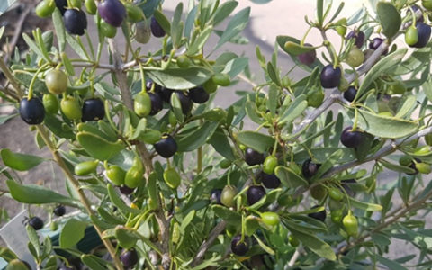 Bush Tucker Plant List - Gaias Organic Gardens
