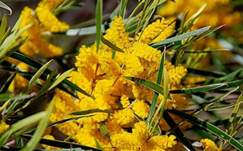 Bush Tucker Plant List - Gaias Organic Gardens