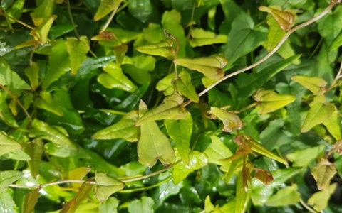 Bush Tucker Plant List - Gaias Organic Gardens