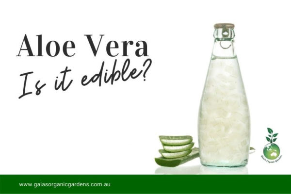 Aloe Vera - Is It Edible - Gaias Organic Gardens