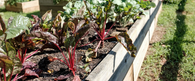 Bush Tucker Plant List - Gaias Organic Gardens